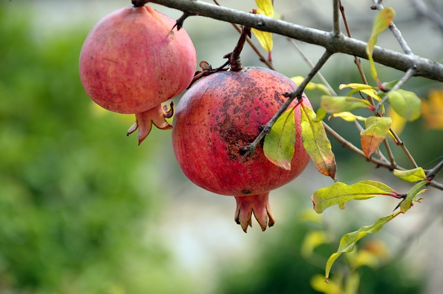 Le grenadier à fruit. - Pépinière du bois de Lalau